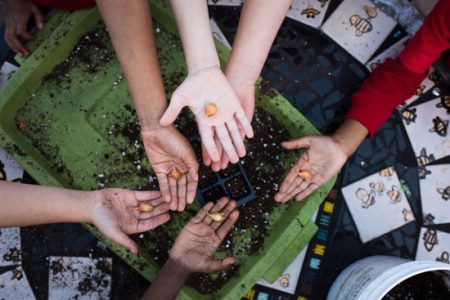 How to Organize a Seed Swap - Grit